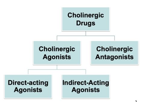 Cholinergic Agonists And Antagonists 1 Flashcards Quizlet