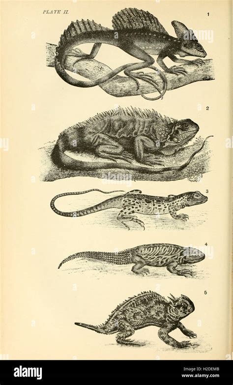 This Work Explores The Concept Of Natural Selection Illustrated In Plate Ii Examining The