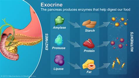 Exocrine Pancreatic Insufficiency Epi Artofit