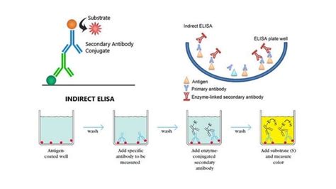 Enzyme Linked Immuno Sorbent Assay Elisa Ppt