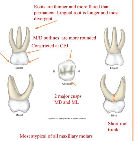 Primary Maxillary Second Molar
