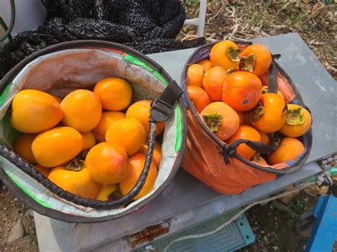 인증샷 자유 에펨코리아