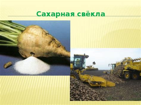 Технология получения сахара из сахарной свеклы: Технология производства ...