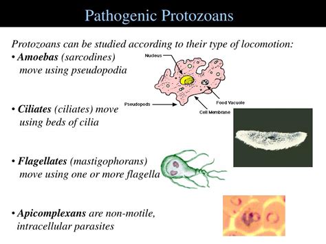 Ppt Eukaryotic Pathogens Algae And Protozoans What Types Of