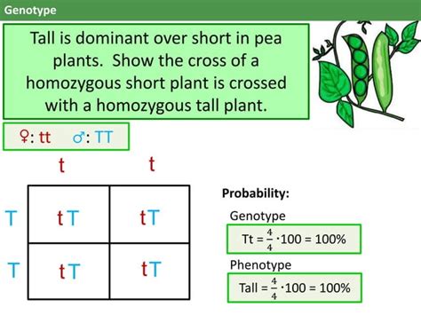 Heredity Traits Of Inheritance Ppt
