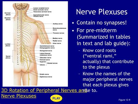 What Is A Benefit Of A Nerve Plexus Detroit Chinatown