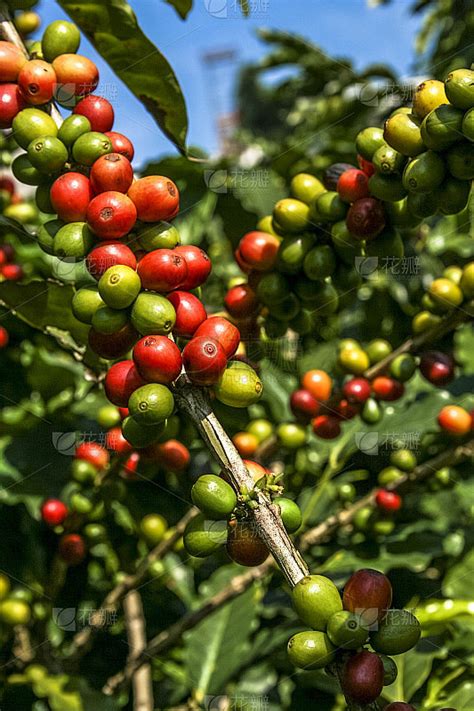 咖啡树上的咖啡豆