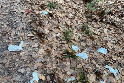 Sex Müll In Salzgitter Wald Sorgt Für Aufsehen Ätzend Und Tödlich