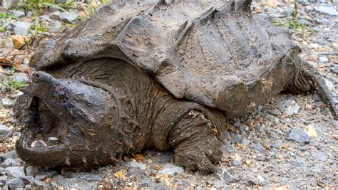 Snapping Turtle Injuries Humans