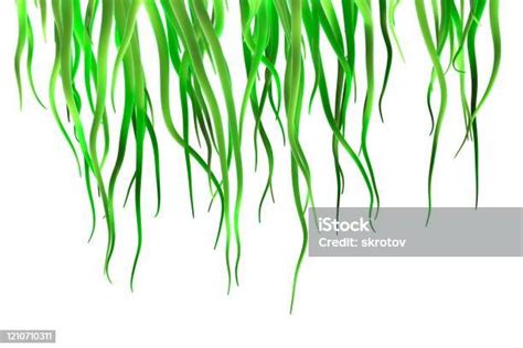 흰색 배경에 고립 된 신선한 봄 녹색 잔디 카피스페이스가 있는 3d 일러스트 클로즈업 0명에 대한 스톡 사진 및 기타 이미지 0명 낮 농업 Istock