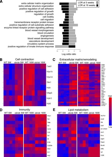Affymetrix Microarray Profiling Of Atms Transcriptomic Analysis Of Download Scientific Diagram