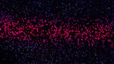 Data Science Successes Batch 24 Capstone Projects