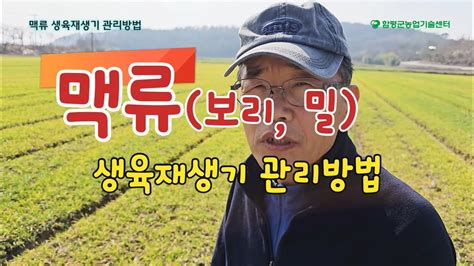 밀 보리 웃거름 주는방법 시기 맥류 생육재생기 관리방법 밀 보리 황화현상 예방하는 방법 Youtube