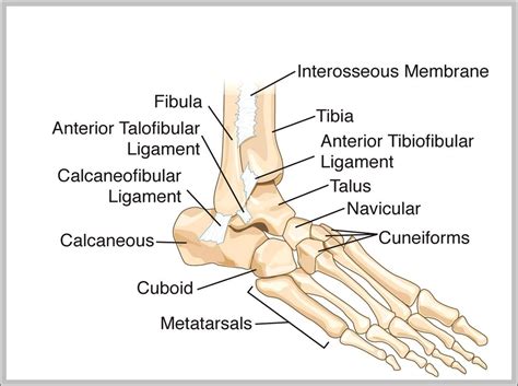 Bones Of The Ankle Image Anatomy System Human Body Anatomy Diagram