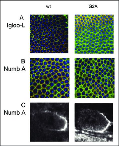 Subcellular Localization Of Igloo L And Numb A In Embryonic Fly Download Scientific Diagram
