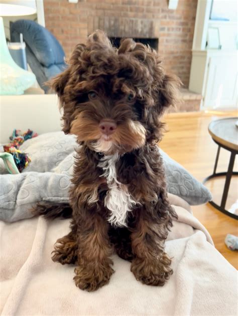 Find Cockapoo Puppies For Sale In Charlotte North Carolina