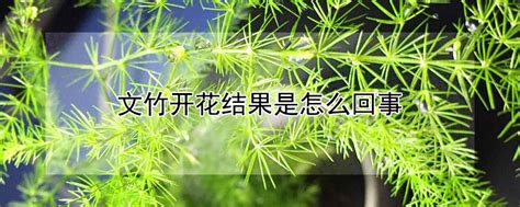 文竹开花结果是怎么回事 蓝妖花园