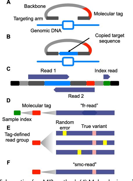 Figure 1 From Single Molecule Molecular Inversion Probes For Targeted High Accuracy Detection