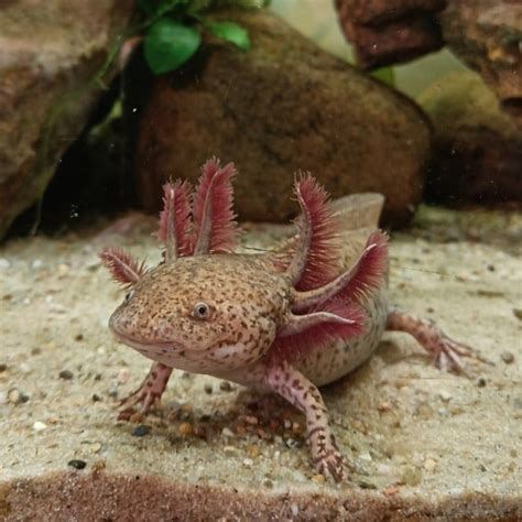 13 Different Axolotl Colors And Their Morphs Artofit