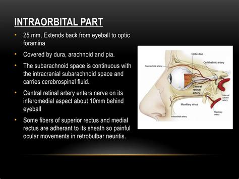 Anatomy Of Retina And Visual Pathwaypptx