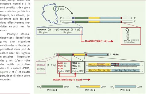 Diagramme Des Cellules Procaryotes
