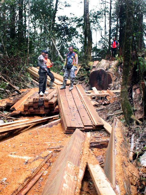 Illegal Logging Aceh Antara Foto