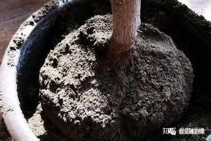 怎么给三角梅换盆按照几步做完三角梅生长旺盛花多 知乎