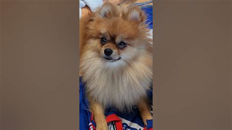 언니한테 까불다 혼나고 엄마한테와서 슬픈척 하는 강아지ㅋ Youtube