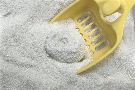 고양이 모래 종류별 특징 어떤 게 좋을까 초보 집사를 위한 가이드 비마이펫 라이프