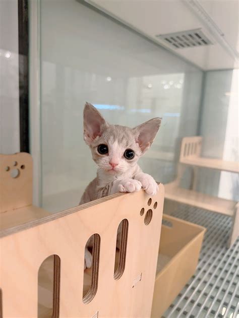 데본렉스 신비 퍼스트캣ㆍ24시 고양이분양ㆍ전국 안심홈서비스