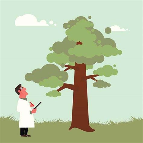 Tree Surveys Consulting N J Apps TreeSurgery Fencing