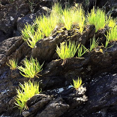 Premium Photo Close Up Of Plants Growing On Rock