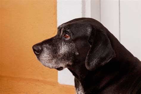 Understand The Signs And Symptoms Of Neurological Problems In Labradors