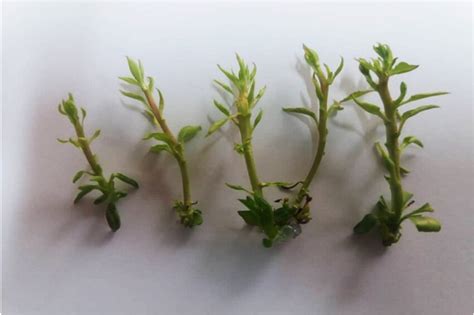 In Vitro Shoots Of Pear Pyrus Communis L Pyrodwarf ® S Download Scientific Diagram In Vitro Shoots Of Pear Pyrus Communis L Pyrodwarf ® S Download Scientific Diagram