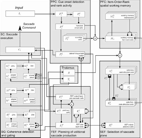 Figure 1 From A Neural Model Of Sequential Movement Planning And