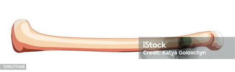 대퇴골 허벅지 뼈 골격 인간 측면 측면보기 해부학적으로 정확한 3d 사실적인 플랫 자연 색상 개념 흰색 배경에 고립 된 해부학의 벡터 일러스트 레이 션 0명에 대한 스톡