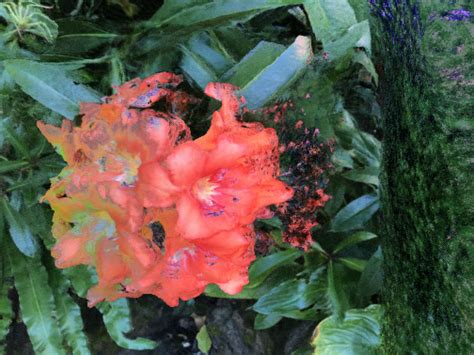 230212231 Diffusionerf Regularizing Neural Radiance Fields With Denoising Diffusion Models