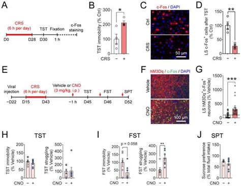 Neurotransmitter Imaging Mightex Stimulation And Imaging For Life Science Research