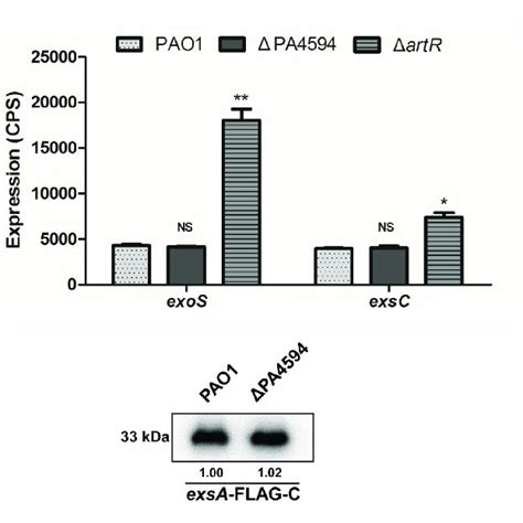 Effect Of Artr Mutation On T3ss Expression And Secretion A A