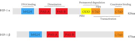 Figure A1 Hif 1 Is A Heterodimeric Complex Consisting Of An Hif 1α Download Scientific Diagram