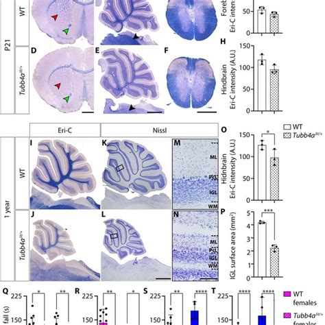 Jittering Tubb4a Jitjit Mutants Display Cns White Matter Defects