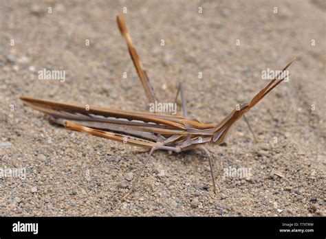 Acrida Ungarica Species Of Grasshopper Found In Southern And Central Europe Known As The Cone