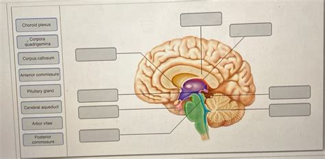 Solved Choroid Plexus Corpora Quadrigemina Corpus Callosum