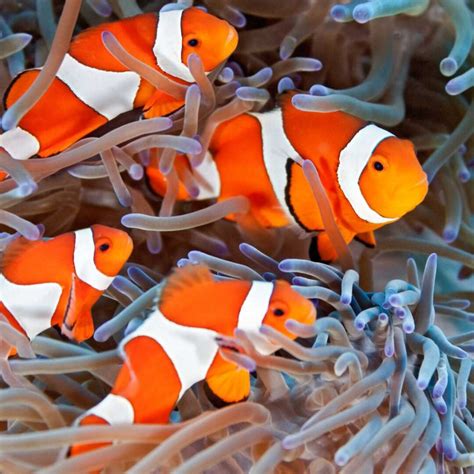 10 Fun Facts About Clownfish Anemonefish Factopolis