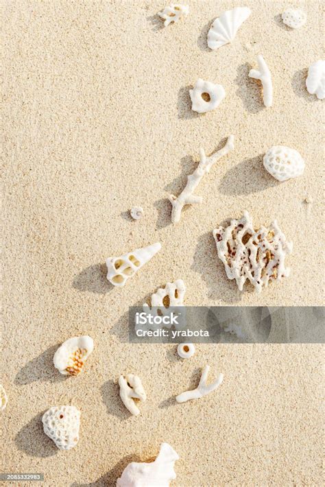 해변의 조개껍데기와 산호 햇빛 아래 모래 밝은 베이지색 모래 해변에 흩어져 있는 다양한 흰색 조개와 산호 조각의 야외 자연 사진 최소한의 흑백 환경 평평하게 개성 개념에