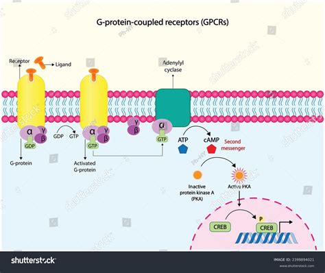 G Protein Coupled Receptor Gpcr Cell Stock Vector Royalty Free 2399894021 Shutterstock