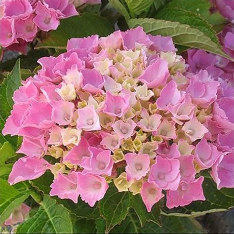 Hortensia Xian Rose C5l Gamm Vert