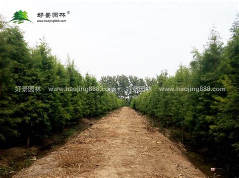 池杉的移栽时间和方法 好景园林