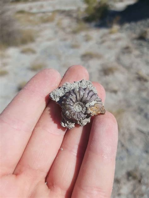 Cretaceous Ammonoids And More From Southern France Fossil Hunting Trips The Fossil Forum