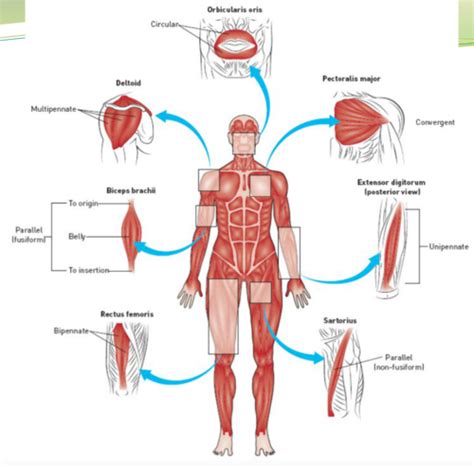 Muscular System Flashcards Quizlet